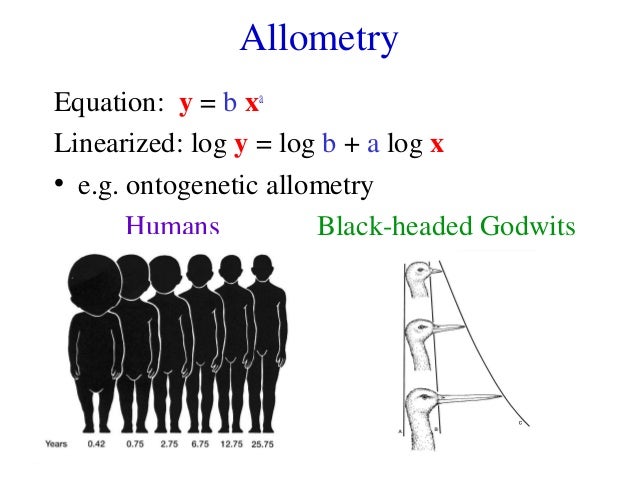 Lecture 20: Morphological Changes in Macroevolution