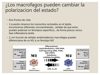 Macrofagos | PPTX