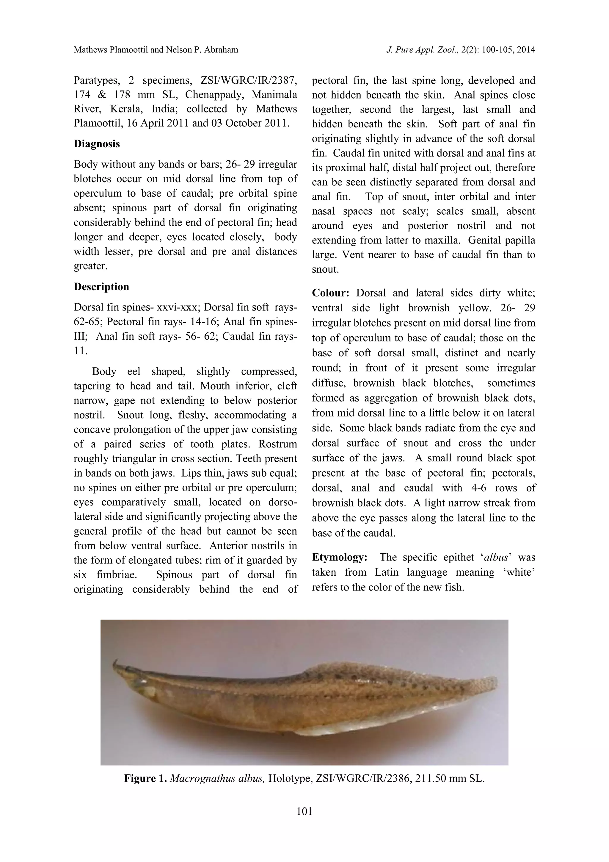 Macrognathus albus, a new species | PDF