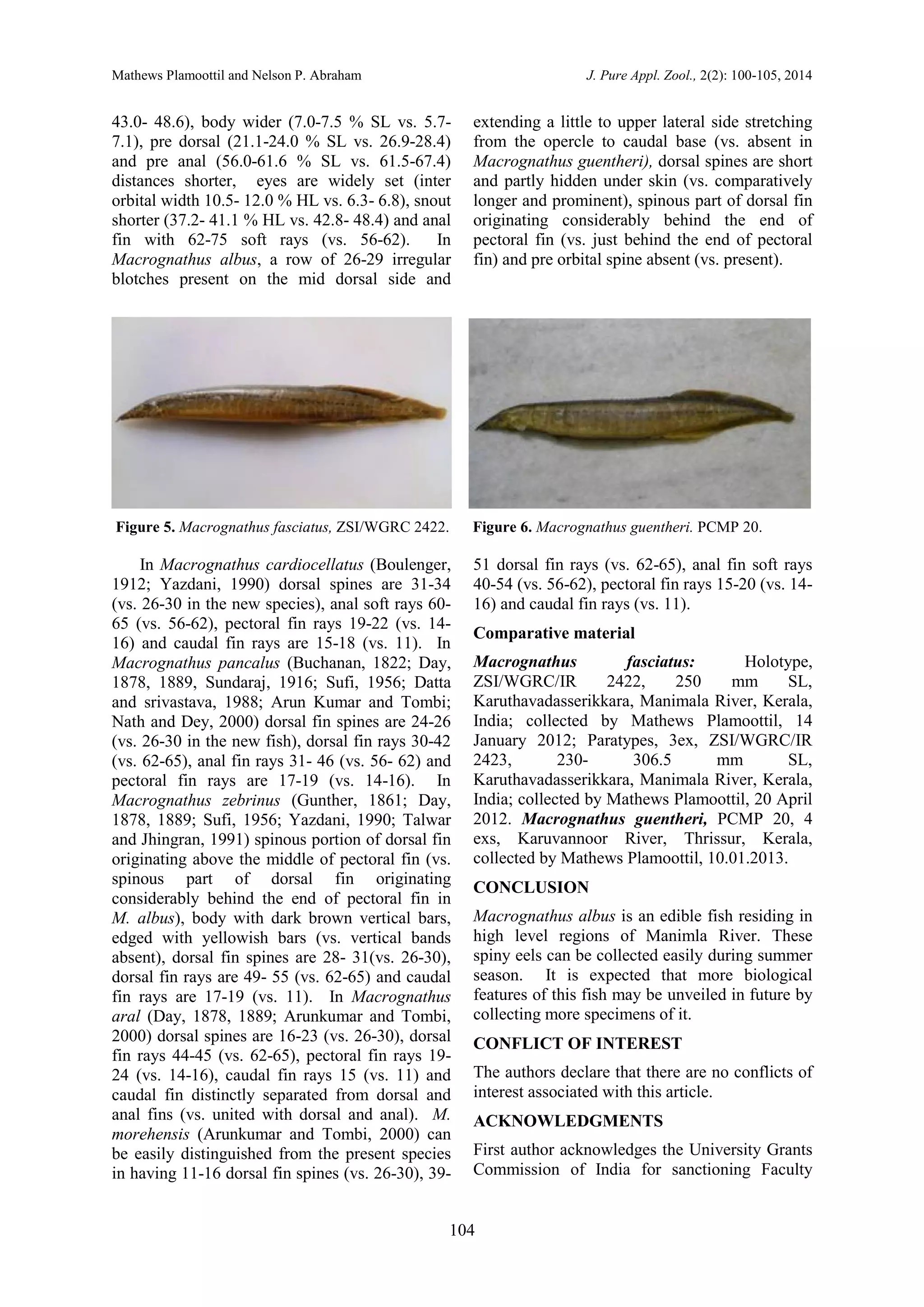 Macrognathus albus, a new species | PDF