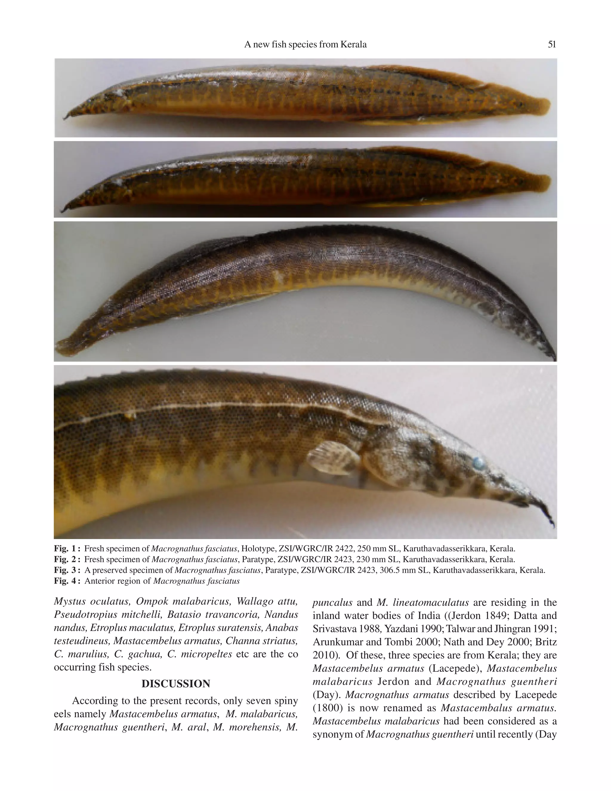 Macrognathus fasciatus, a new species | PDF