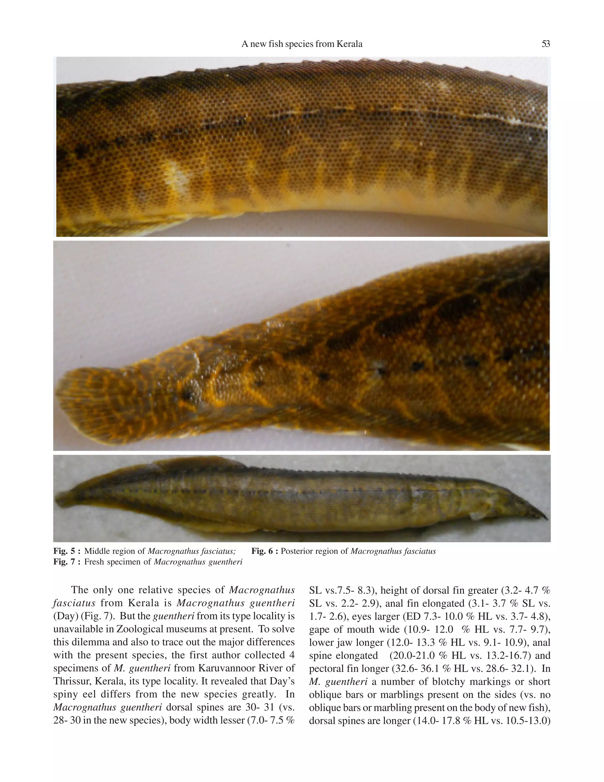 Macrognathus fasciatus, a new species | PDF