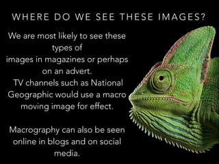 Macrography | PDF