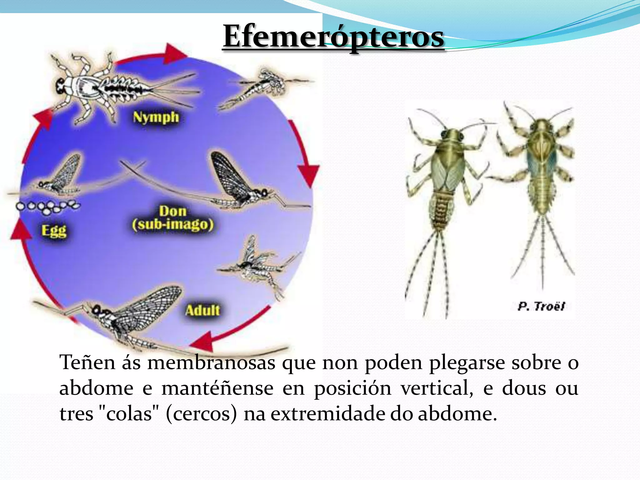 Macroinvertebrados | PPT