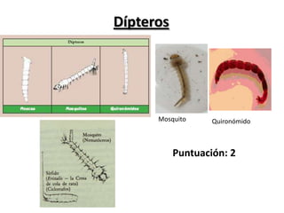 Macroinvertebrados | PPT