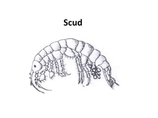 Macroinvertebrate cards with names | PPTX | Fish and Aquariums | Pets