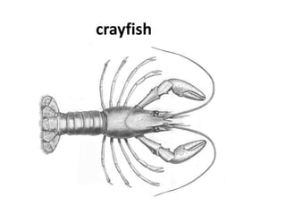 Macroinvertebrate cards with names | PPTX | Fish and Aquariums | Pets