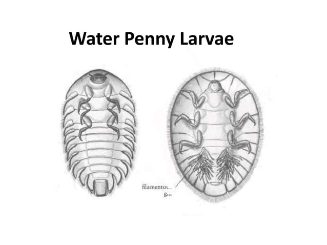 Macroinvertebrate cards with names | PPTX | Fish and Aquariums | Pets