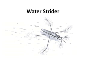 Macroinvertebrate cards with names | PPTX | Fish and Aquariums | Pets