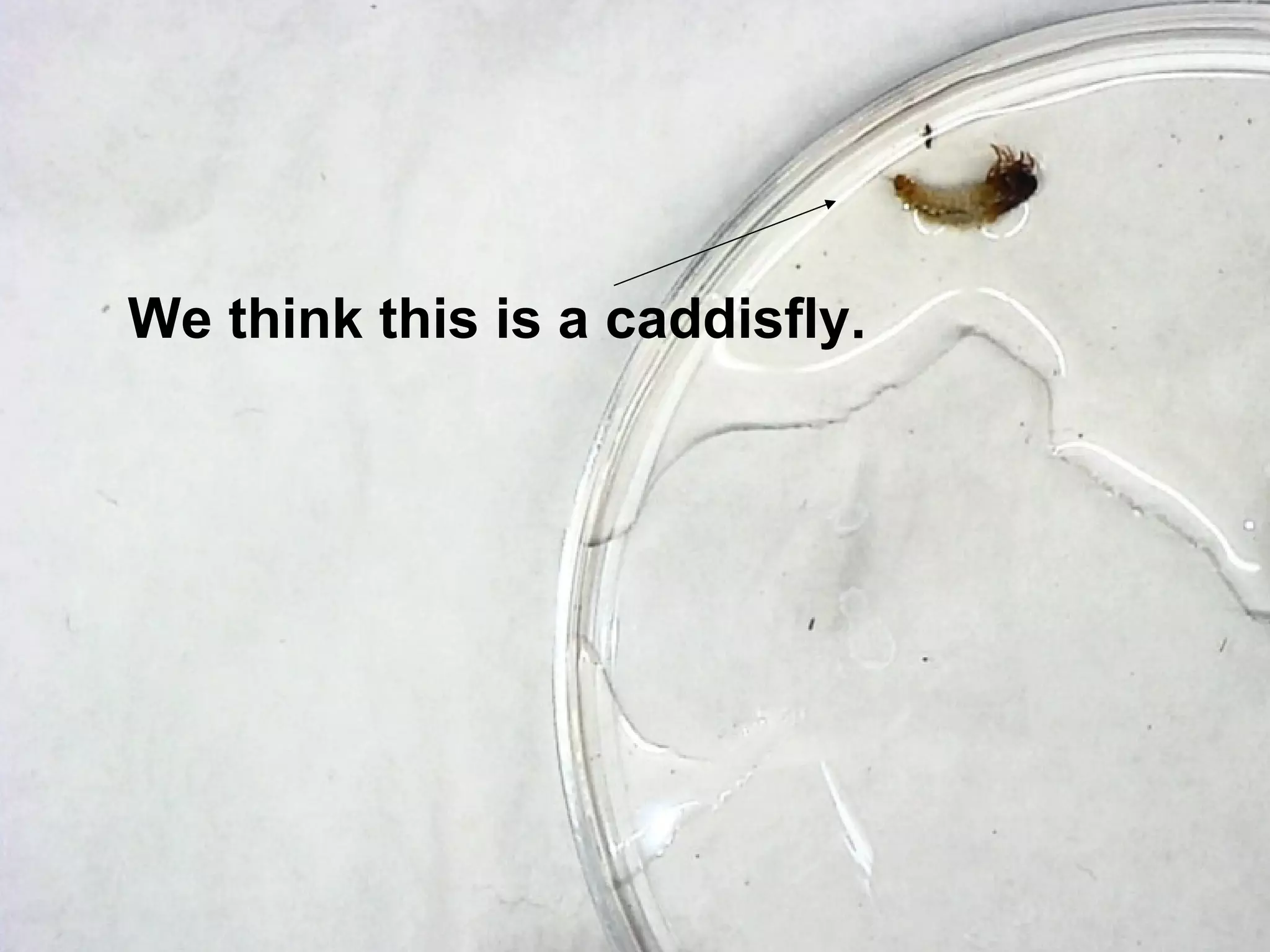Macroinvertebrate Samples | PPT
