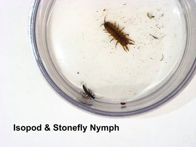Macroinvertebrate Samples | PPT
