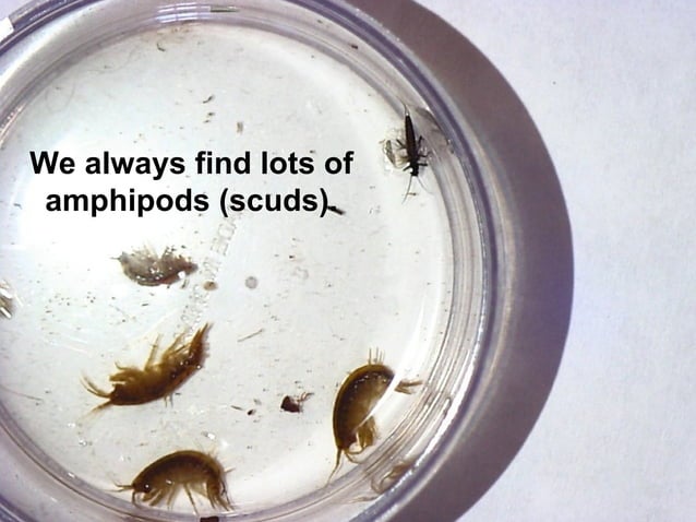 Macroinvertebrate Samples | PPT