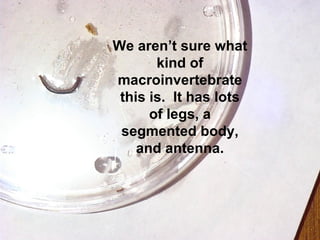 Macroinvertebrate Samples | PPT