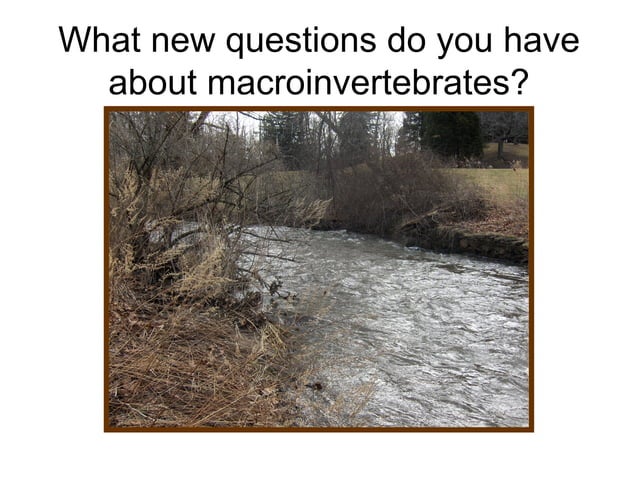 Macroinvertebrate Samples | PPT