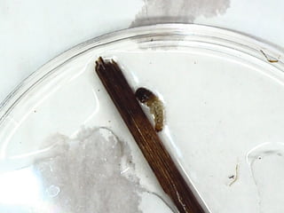 Macroinvertebrate Samples | PPT