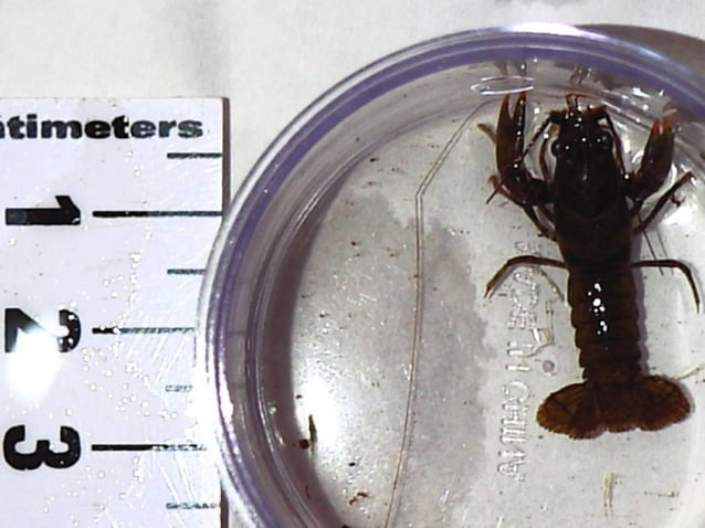Macroinvertebrate Samples | PPT