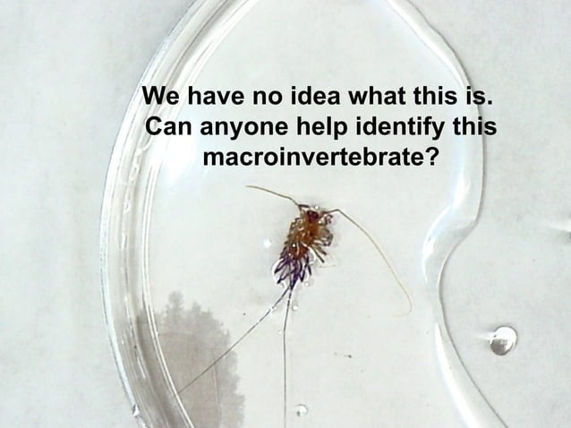 Macroinvertebrate Samples | PPT