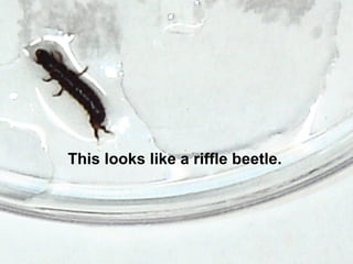Macroinvertebrate Samples | PPT