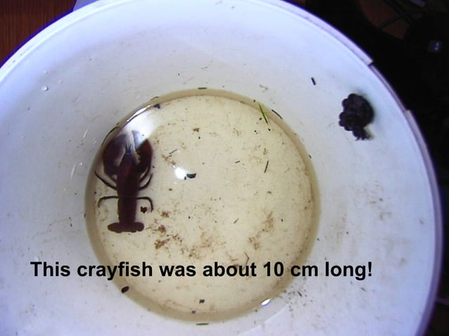 Macroinvertebrate Samples | PPT