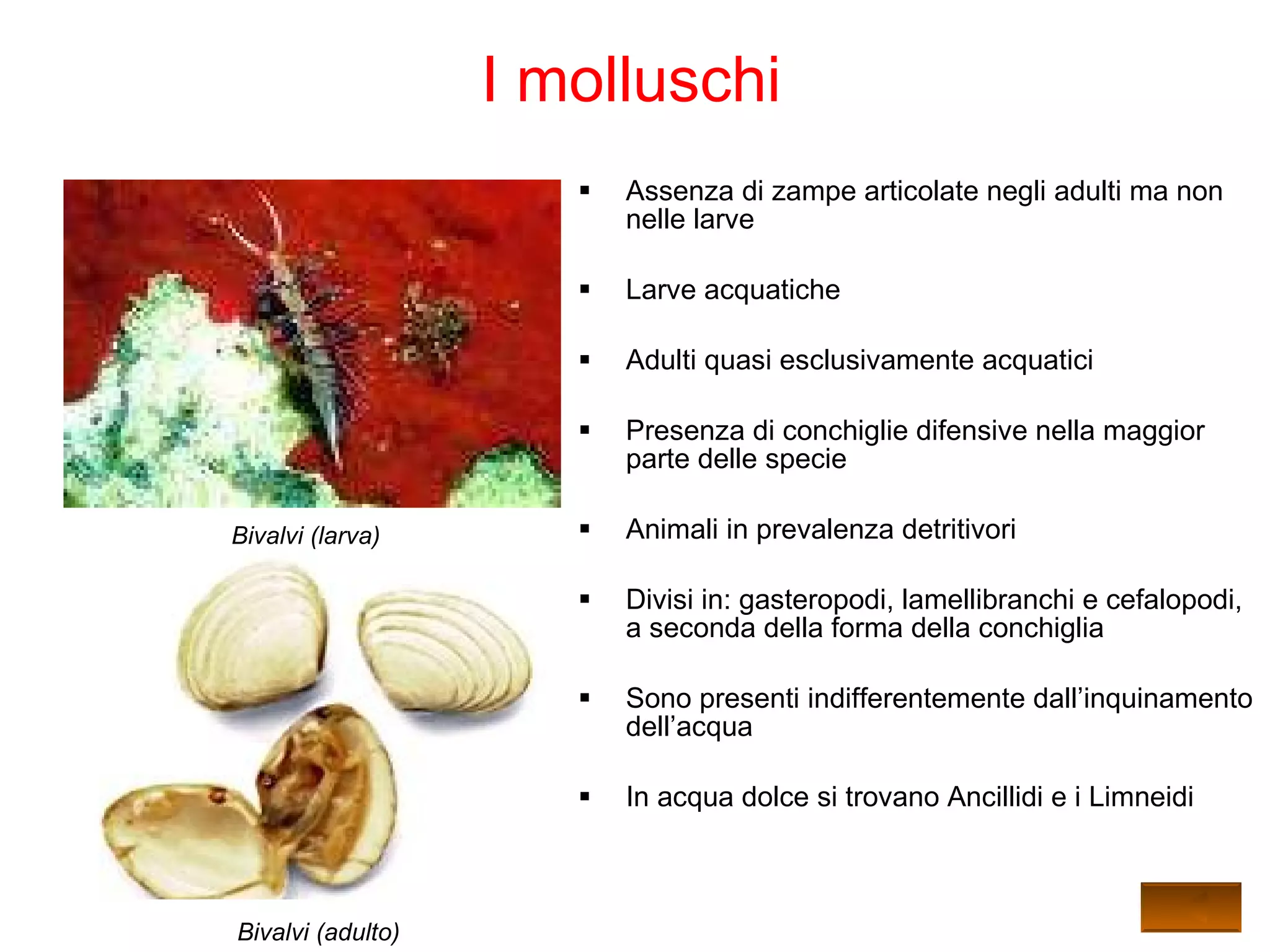 Macroinvertebrati acquatici | PPT | Fish and Aquariums | Pets