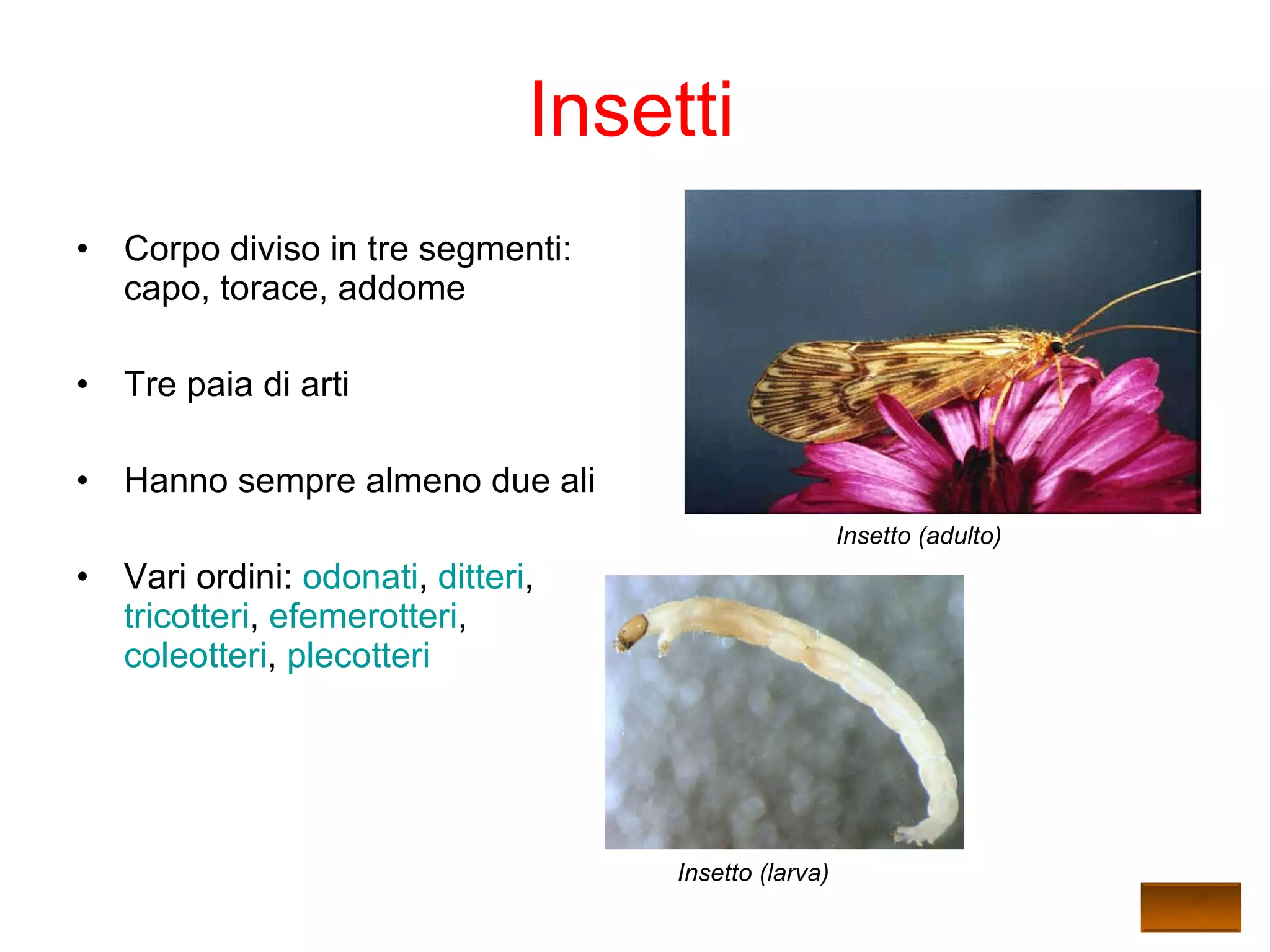 Macroinvertebrati acquatici | PPT | Fish and Aquariums | Pets