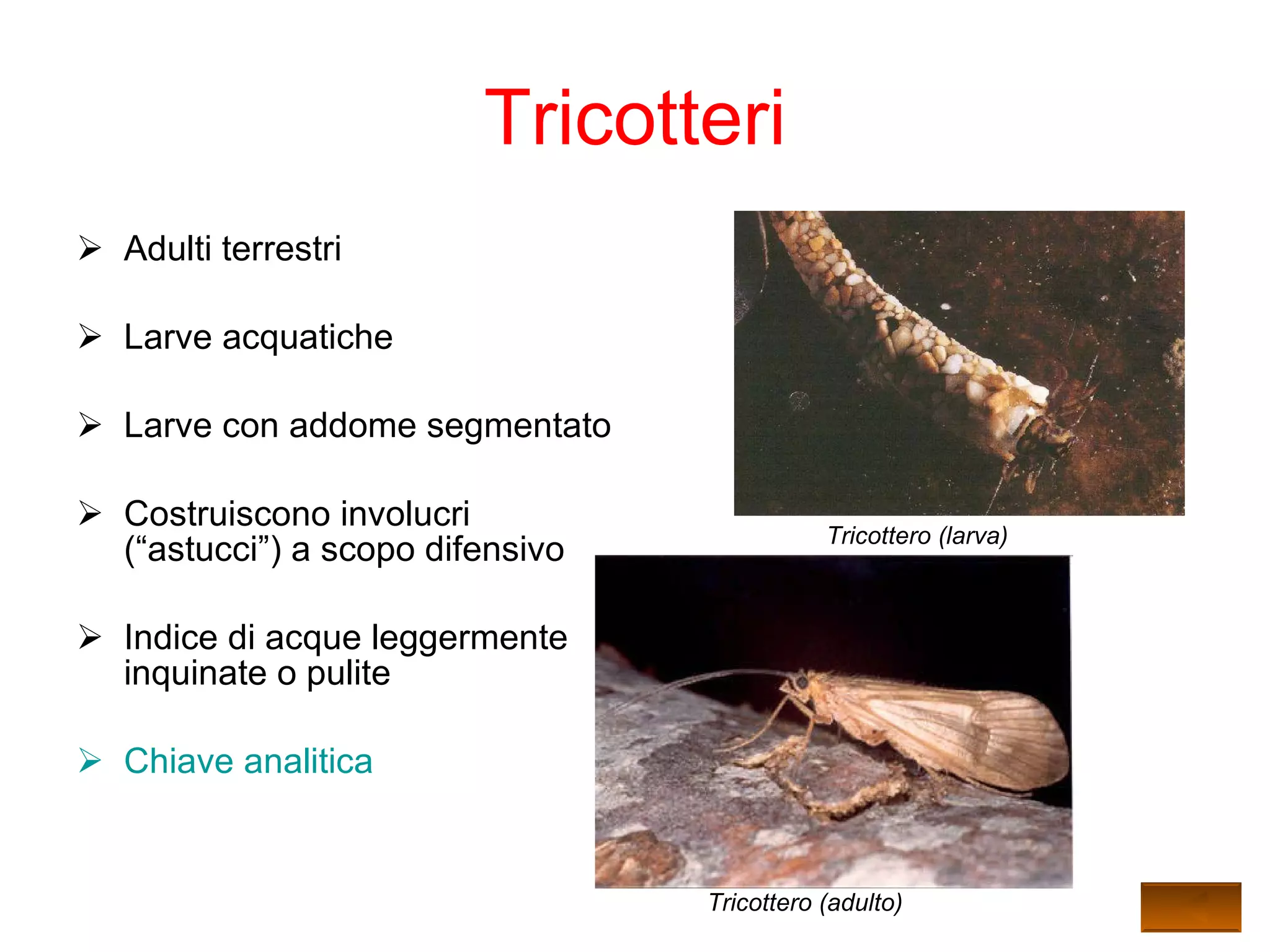 Macroinvertebrati acquatici | PPT | Fish and Aquariums | Pets