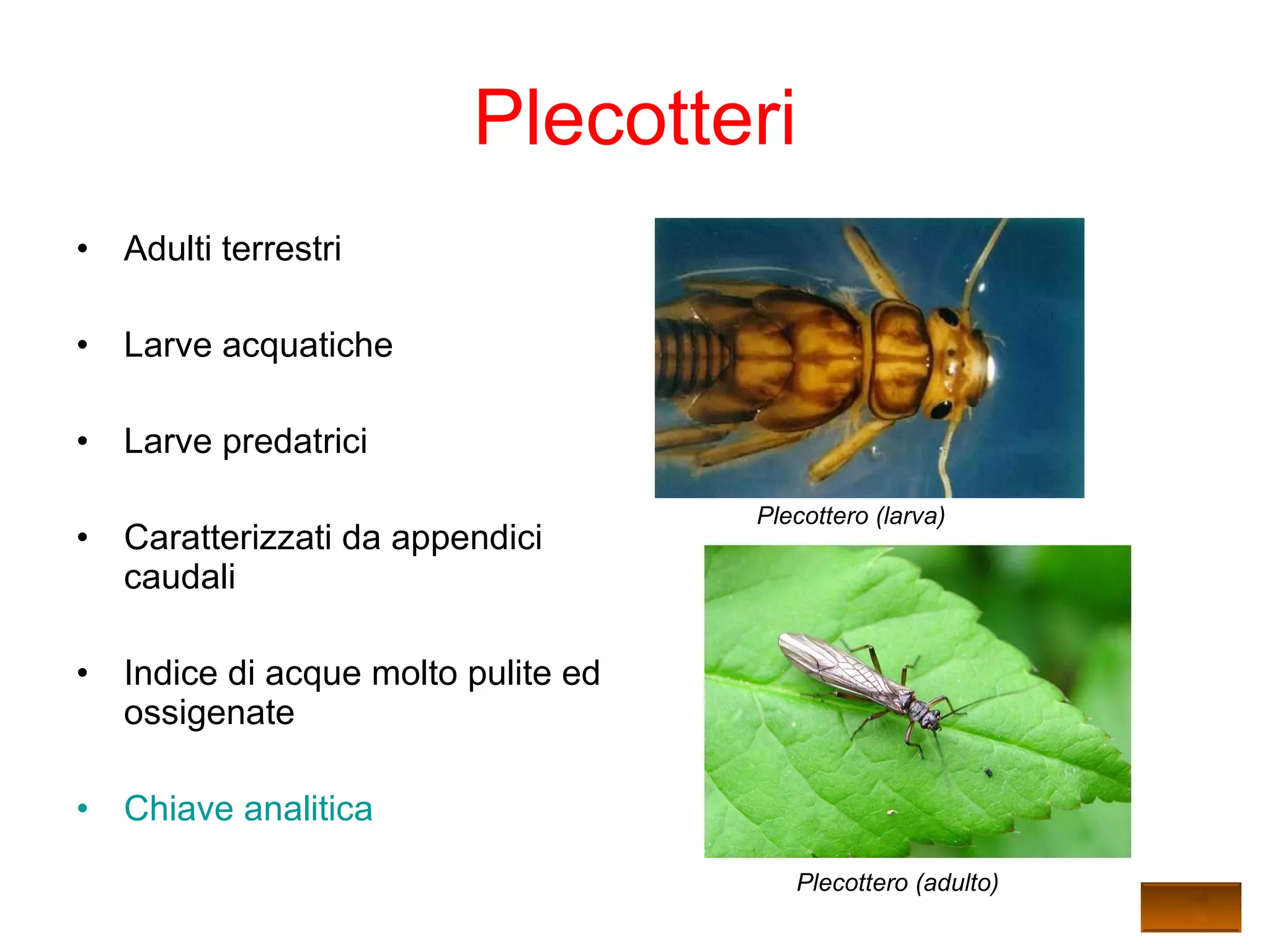 Macroinvertebrati acquatici | PPT | Fish and Aquariums | Pets