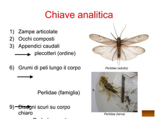Macroinvertebrati acquatici | PPT