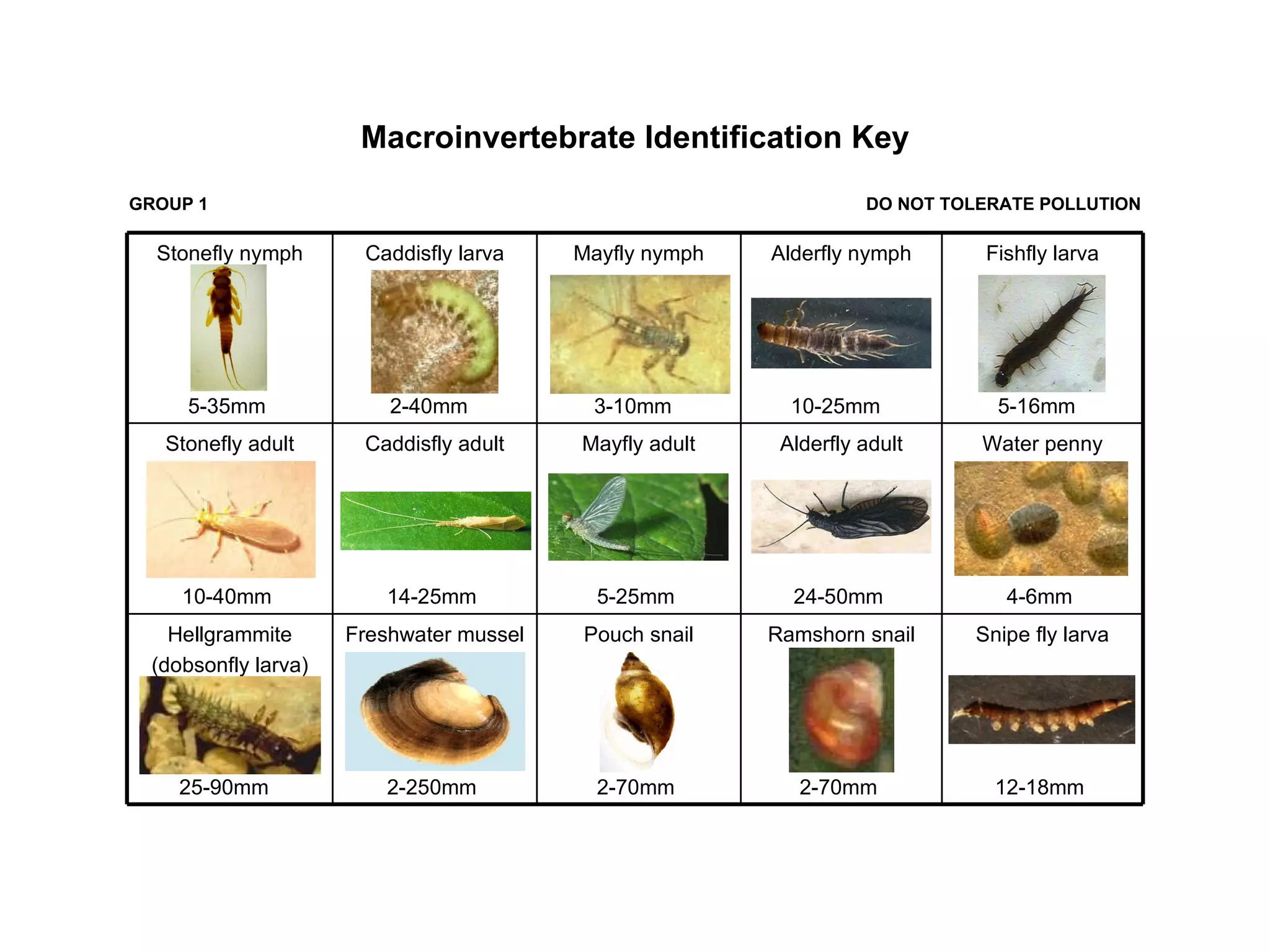 Macroinvertebrates (EEE) | PPT