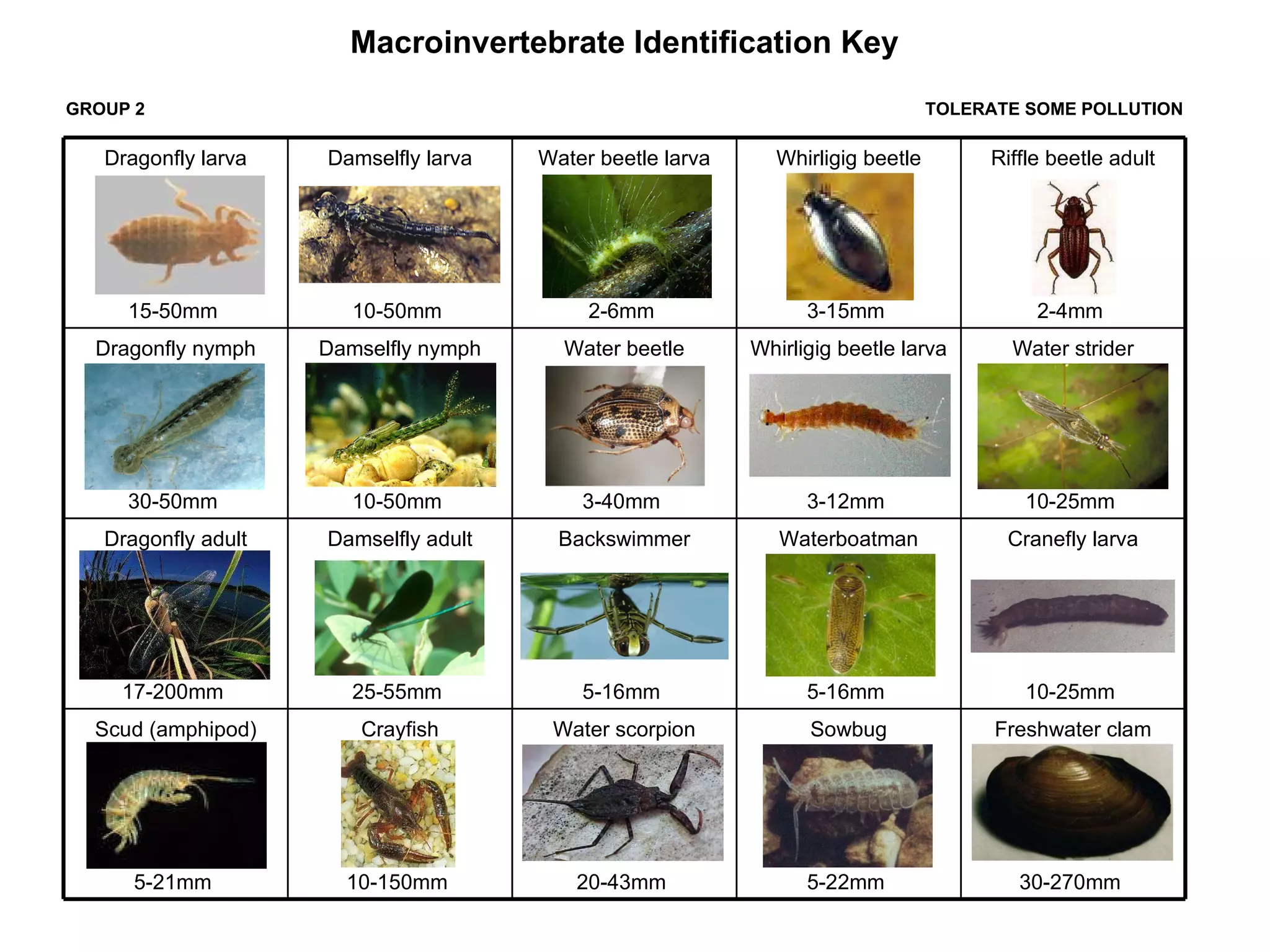 Macroinvertebrates (EEE) | PPT