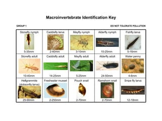 Macroinvertebrates (EEE) | PPT