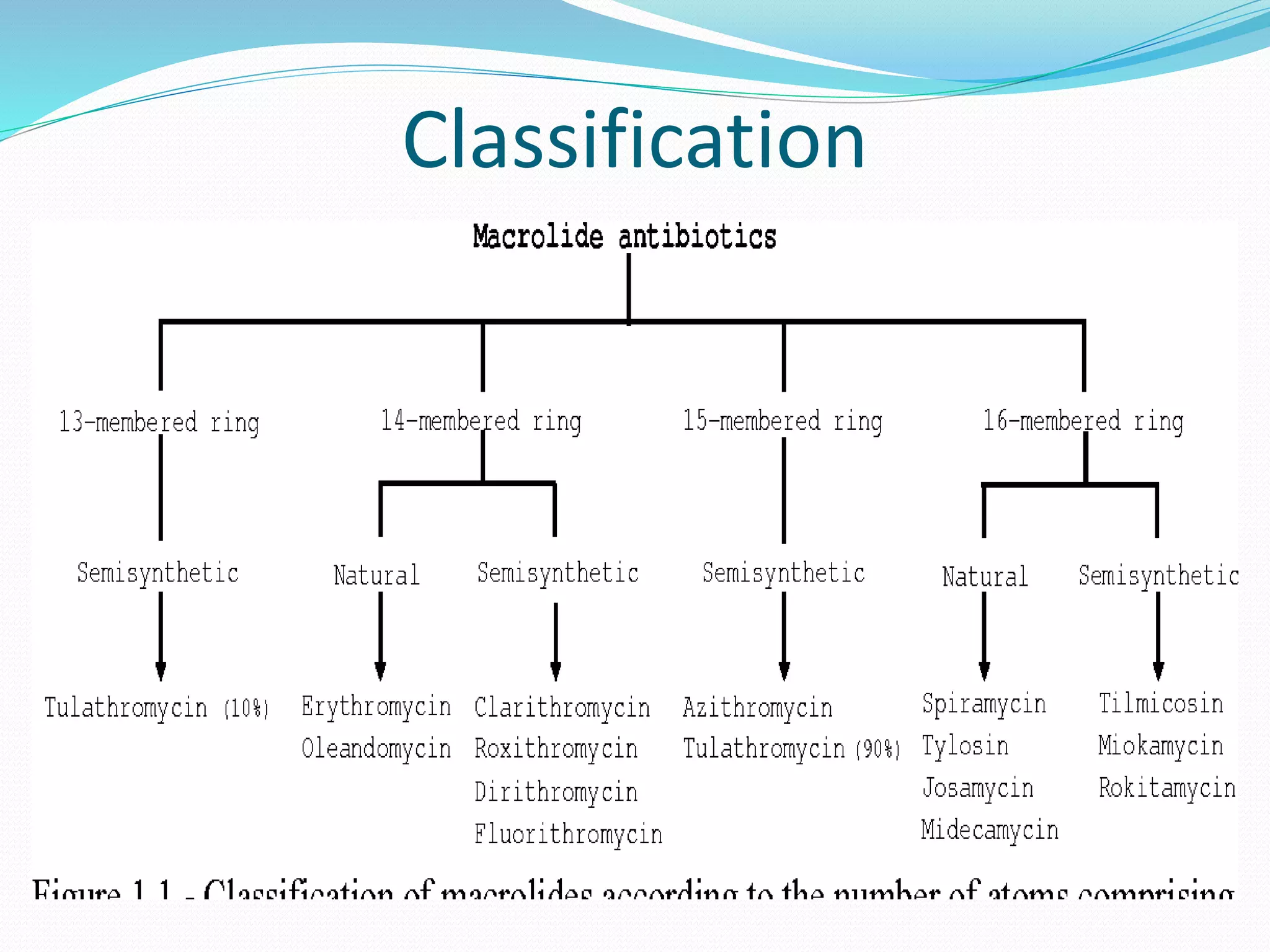 Macrolide antibiotics | PPTX