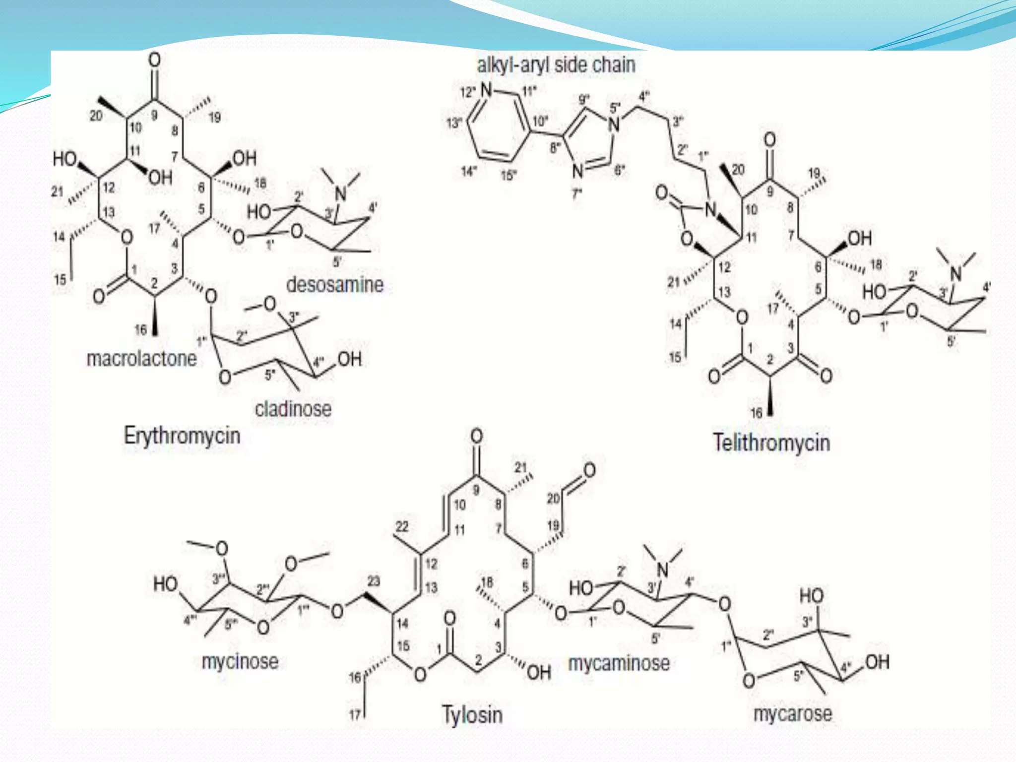 Macrolide antibiotics | PPTX | Chemistry | Science