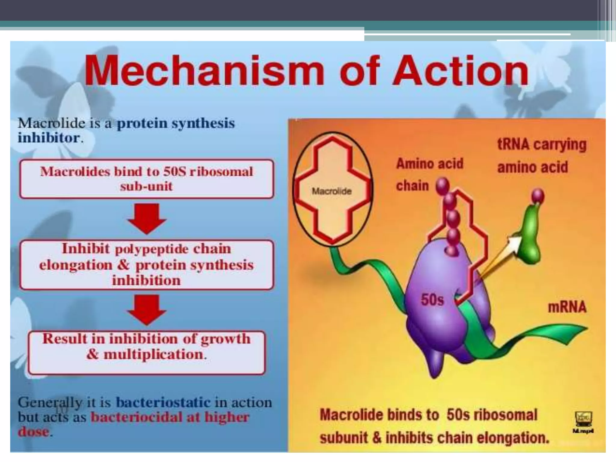 Macrolide Antibiotics | PPTX