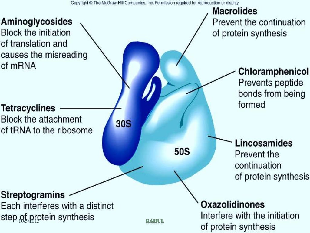 Macrolide (l)