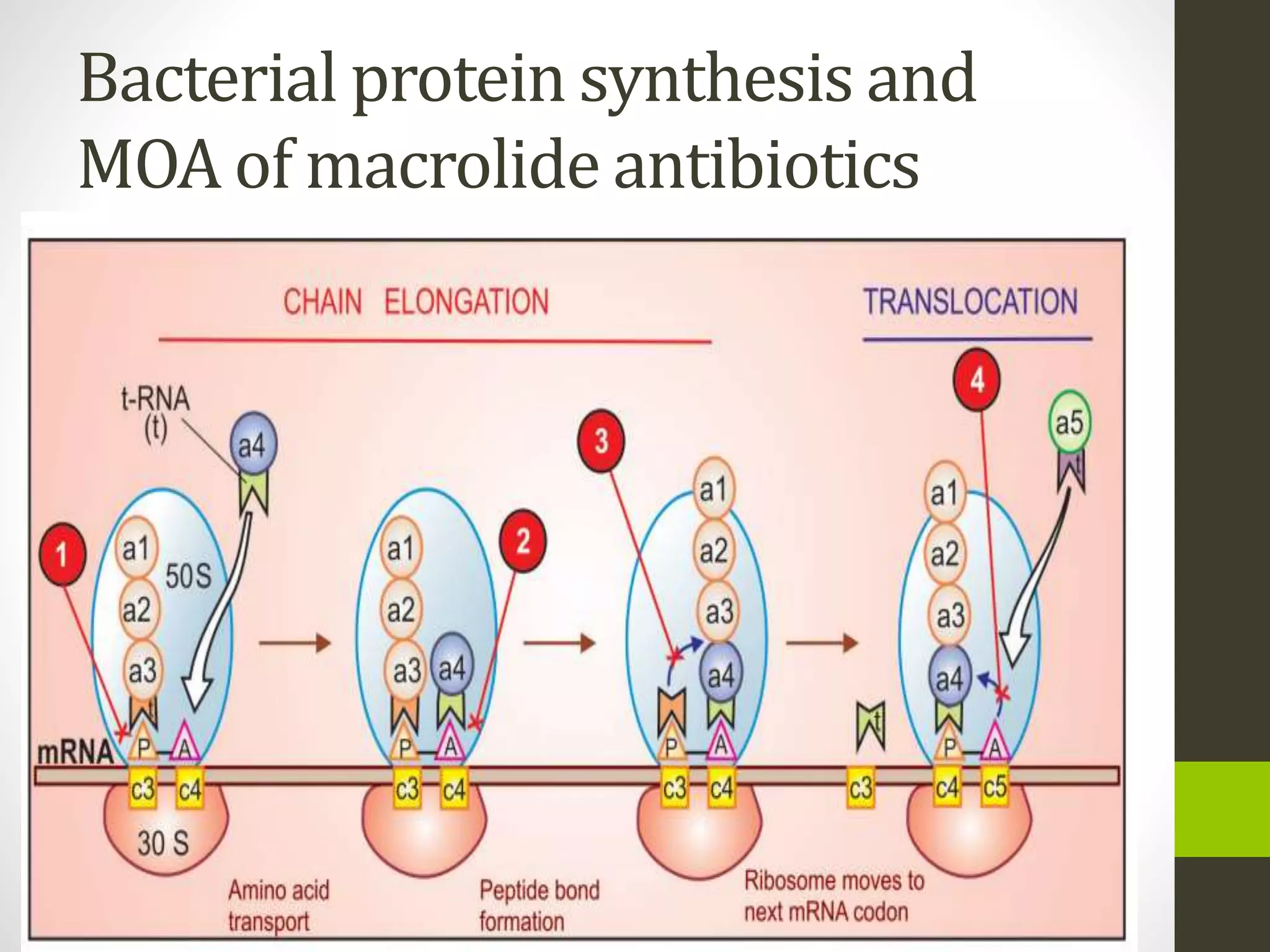 Macrolide, Lincosamide, Glycopeptide and Other Antibacterial.pptx