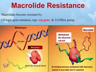 Macrolides | PPTX