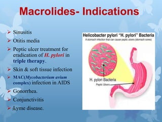 Macrolides | PPTX