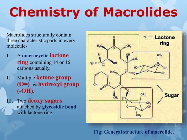Macrolides | PPTX