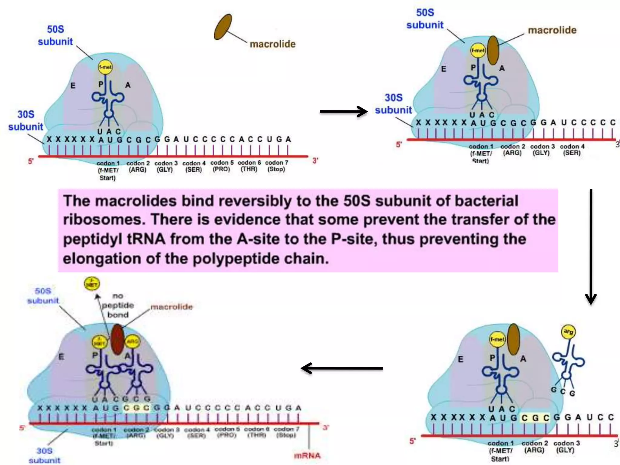 Macrolide antibiotics | PPTX