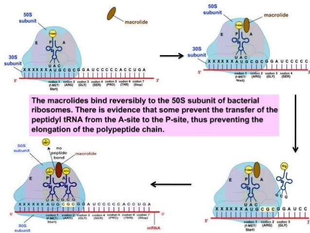 Macrolide antibiotics