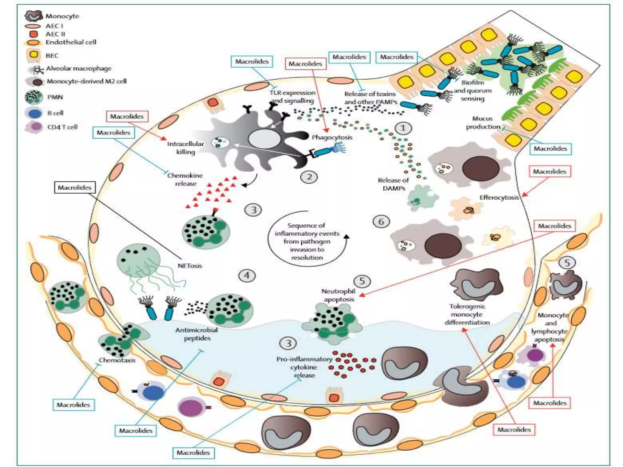 Macrolide antibiotics | PPT