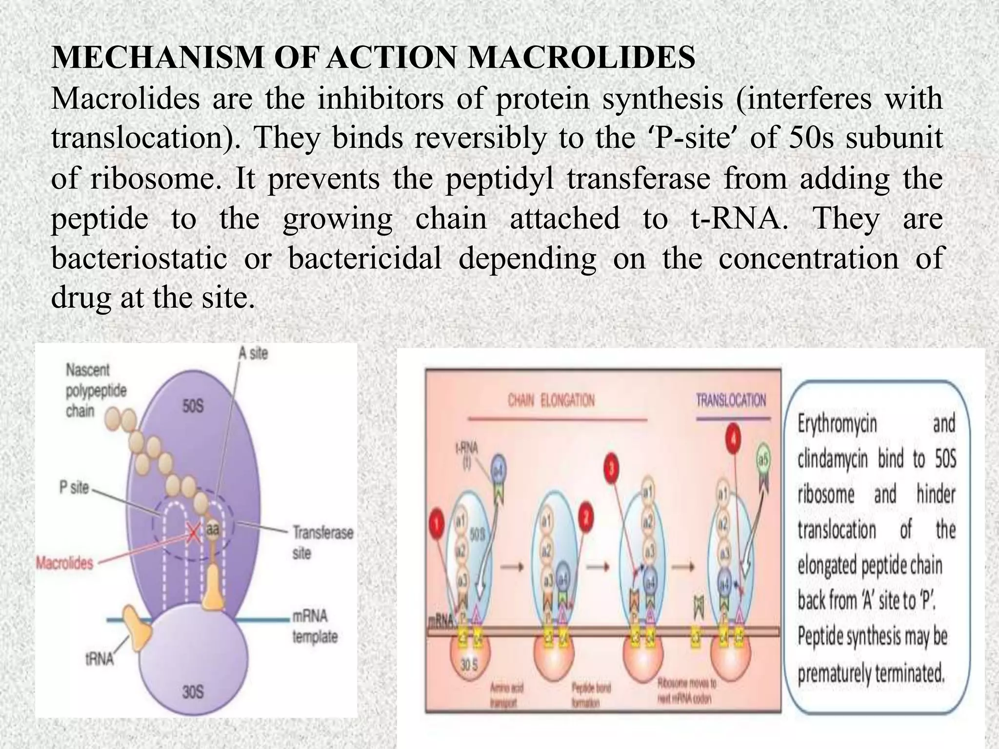Macrolide antibiotics | PPT