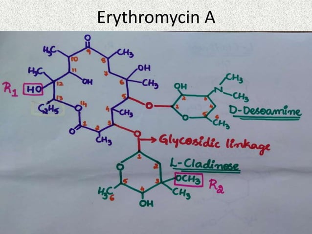 Macrolide antibiotics | PPT