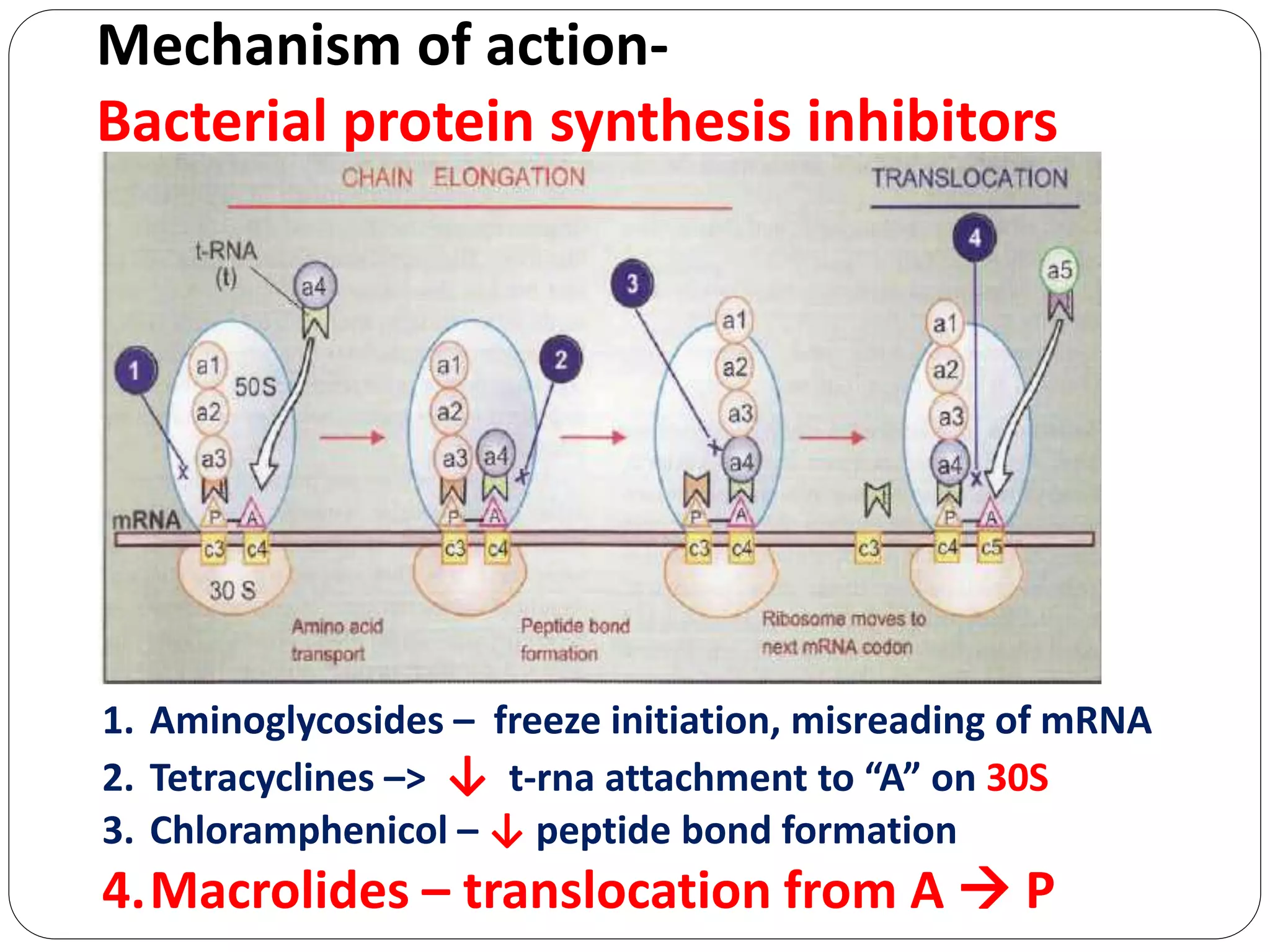 Macrolides & other drugs inhibiting bacterial protein synthesis | PPTX