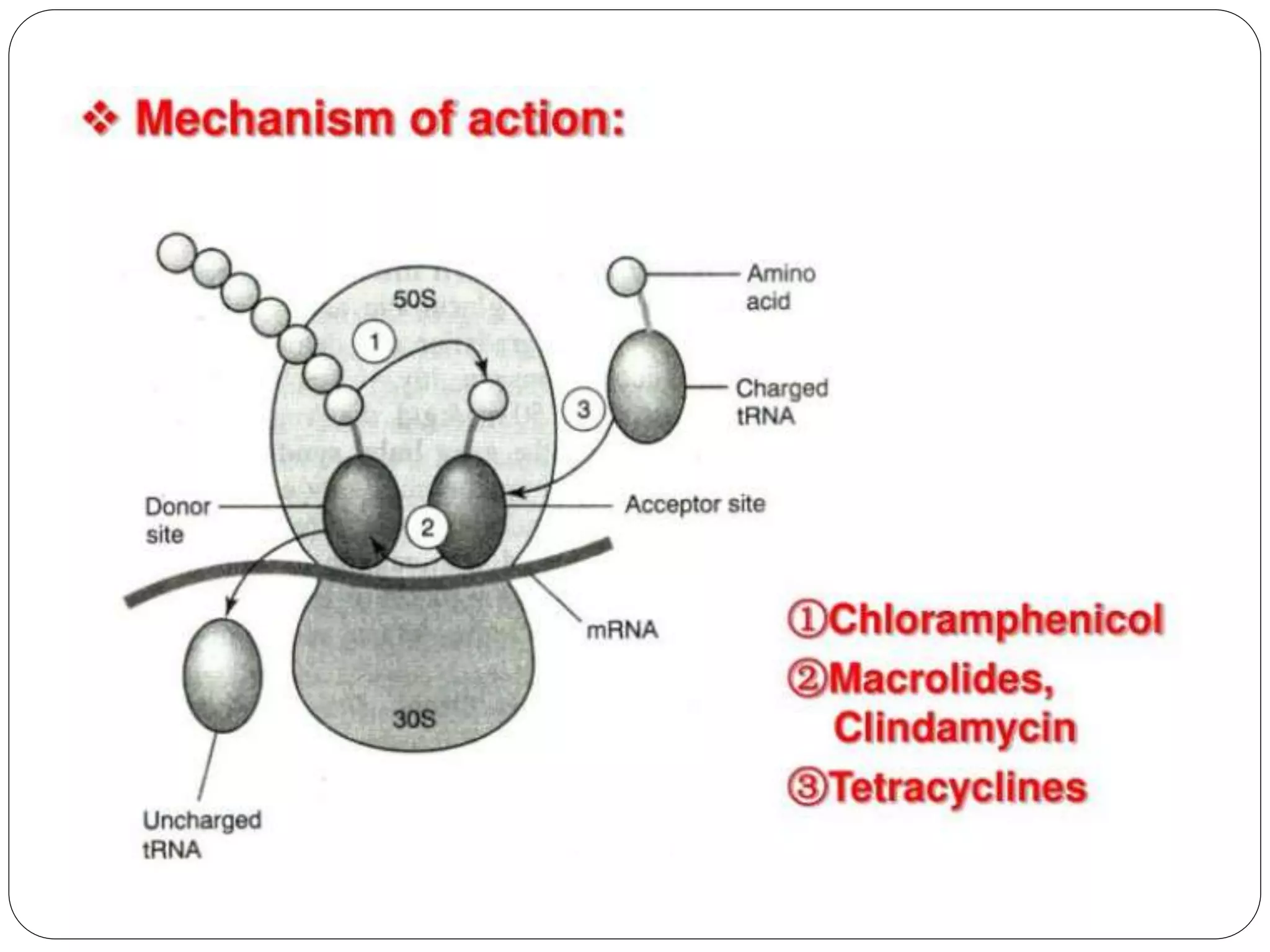Macrolides & other drugs inhibiting bacterial protein synthesis | PPTX