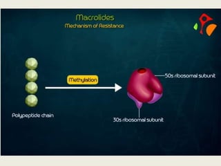 Macrolides antibiotics ppt | PPTX