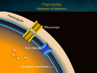 Macrolides antibiotics ppt | PPTX