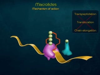 Macrolides antibiotics ppt | PPTX