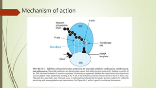 Macrolides | PPTX